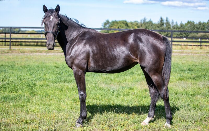 Pressemeddelelse Kandis Spring - Travet.dk