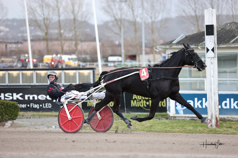 Breedly.com – Nu med danske travheste - Travet.dk